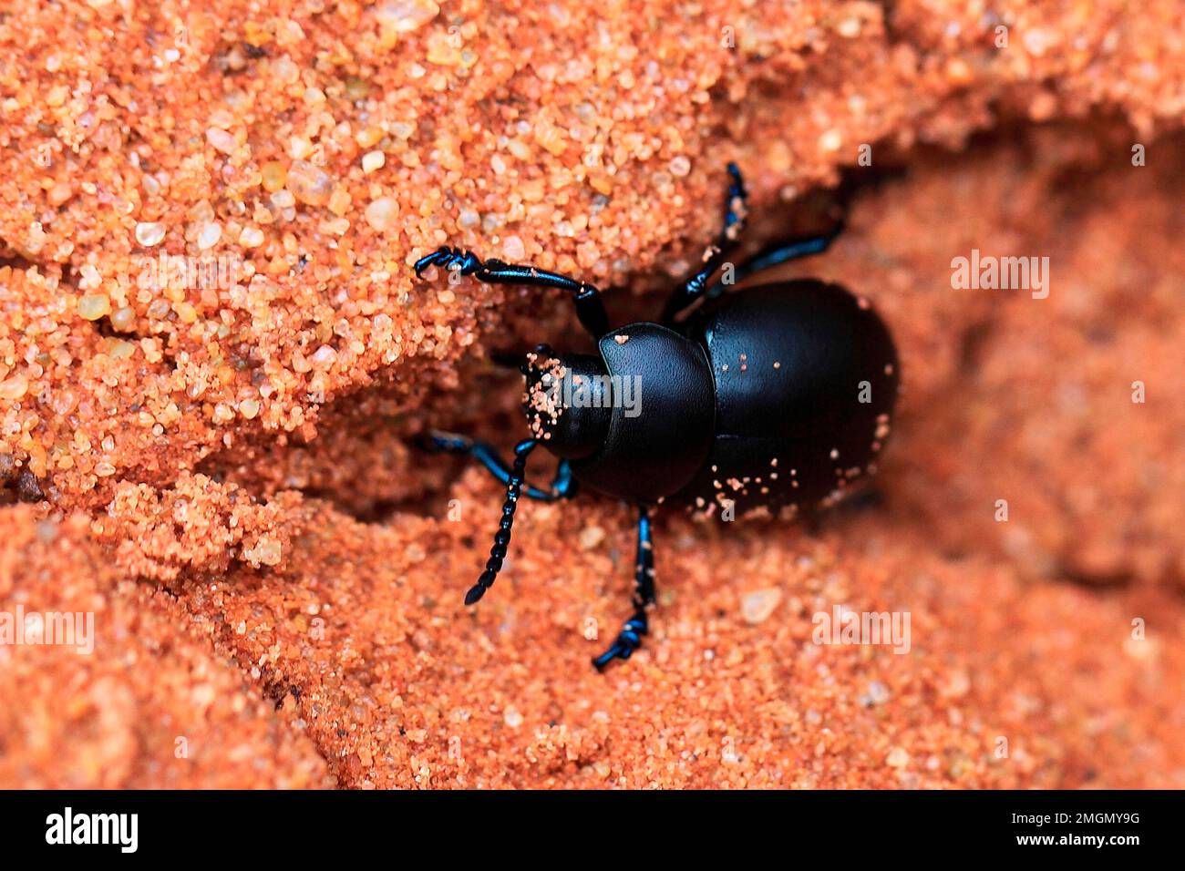 Bloody-nosed beetle (Timarcha tenebricosa) on sand, Provence, France ...
