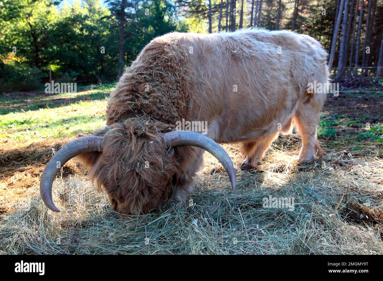 Highland-bred bull eating hay Stock Photo - Alamy