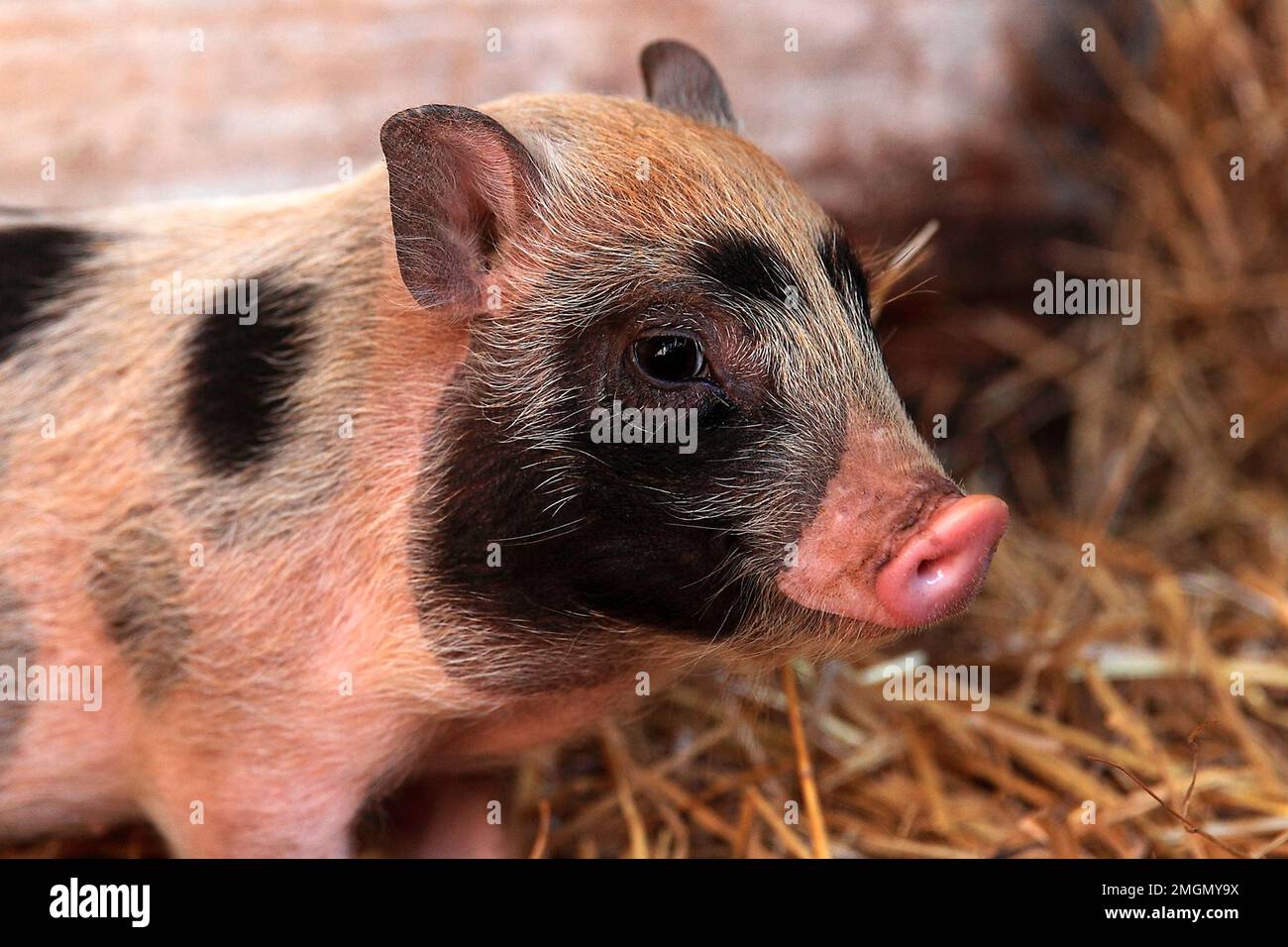 Portrait of a domestic dwarf pig Stock Photo - Alamy