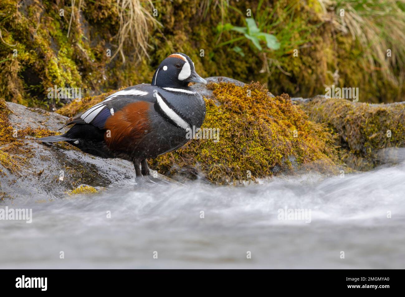 Harlequin Duck (Histrionicus histrionicus), side view of an adult male ...
