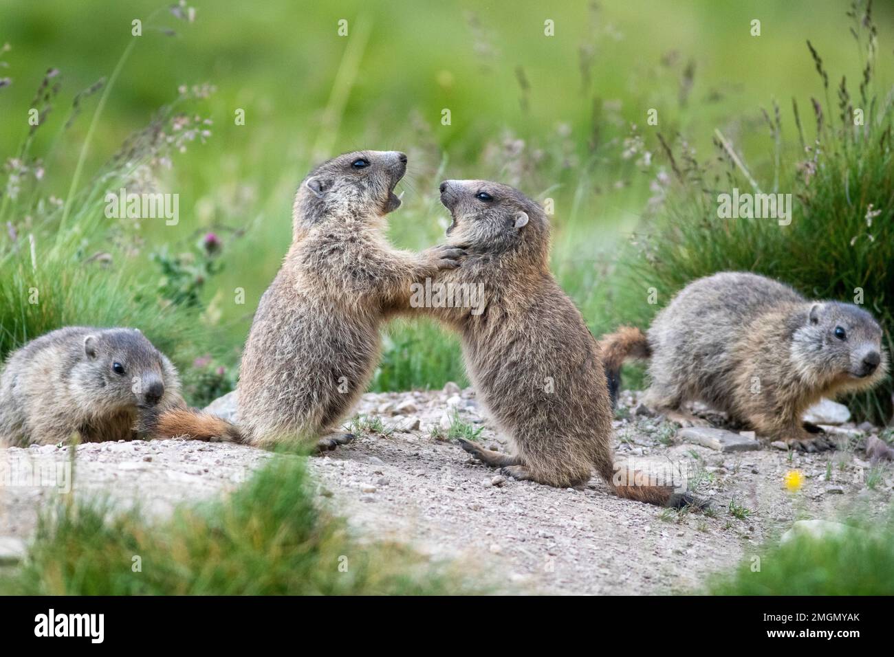 Alpine Marmot (Marmota marmota), young playing, Alpes de Haute Provence, France Stock Photo - Alamy