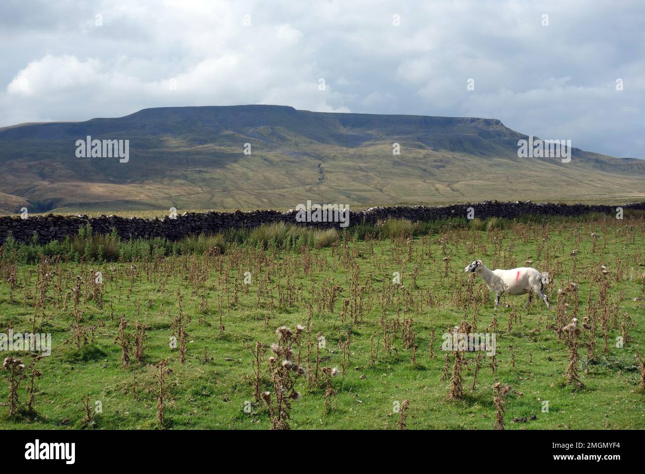 'Wild Boar Fell' from Lady Anne Clifford's Highway (Bridleway) on ...