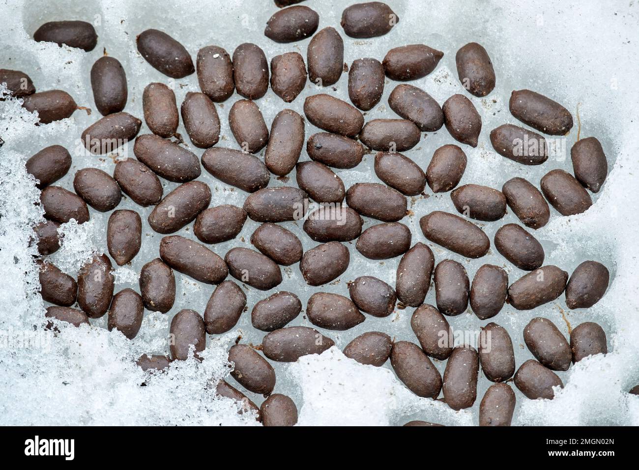 Alaskan Moose (Alces alces gigas) droppings in snow in spring, Denali ...