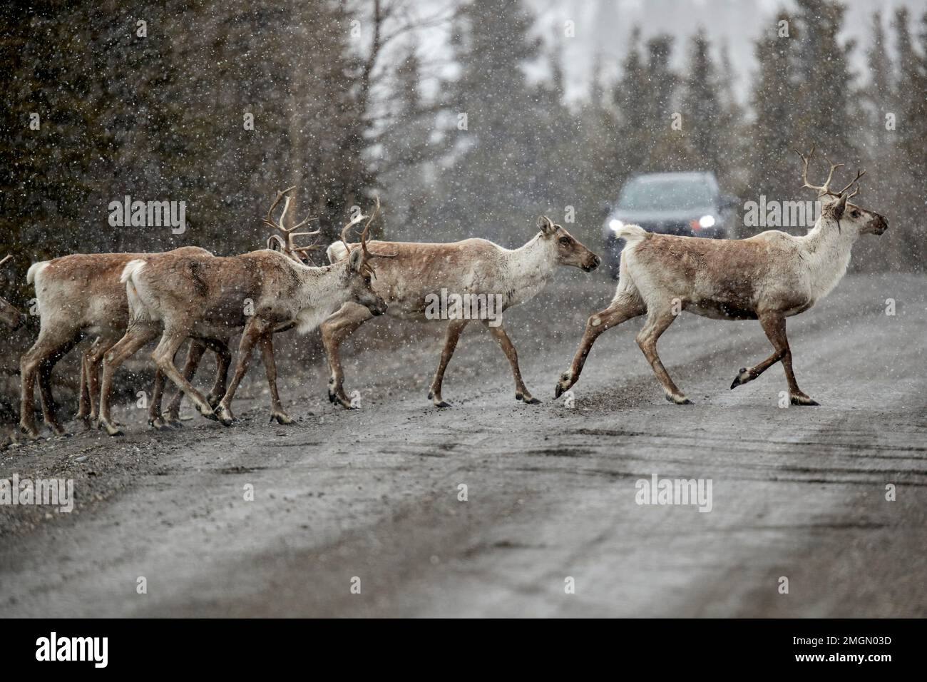 Reinder (Rangifer tarandus) crossing the road. After a very harsh ...