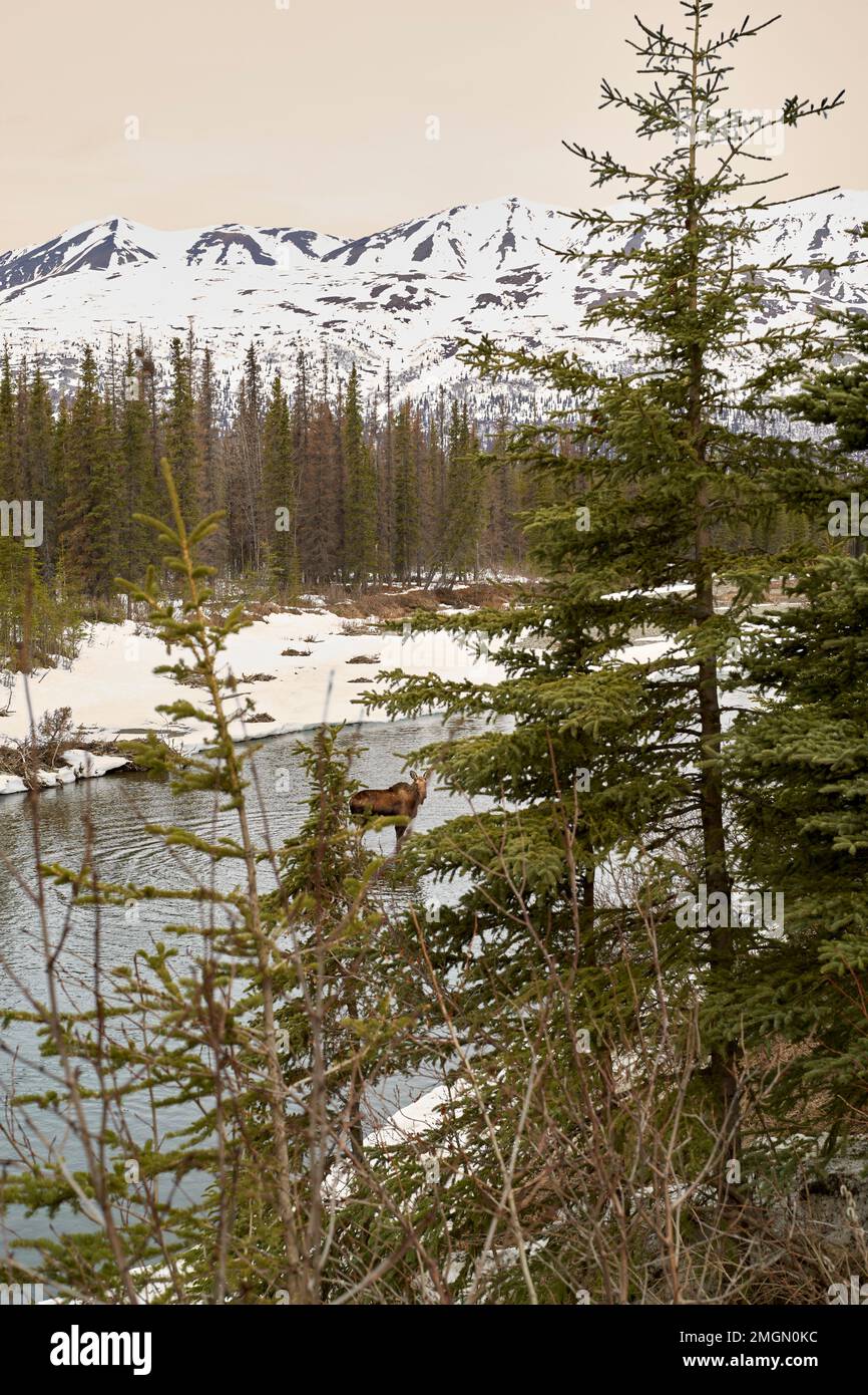 Alaskan Moose (Alces alces gigas) in a river in spring, Denali National ...