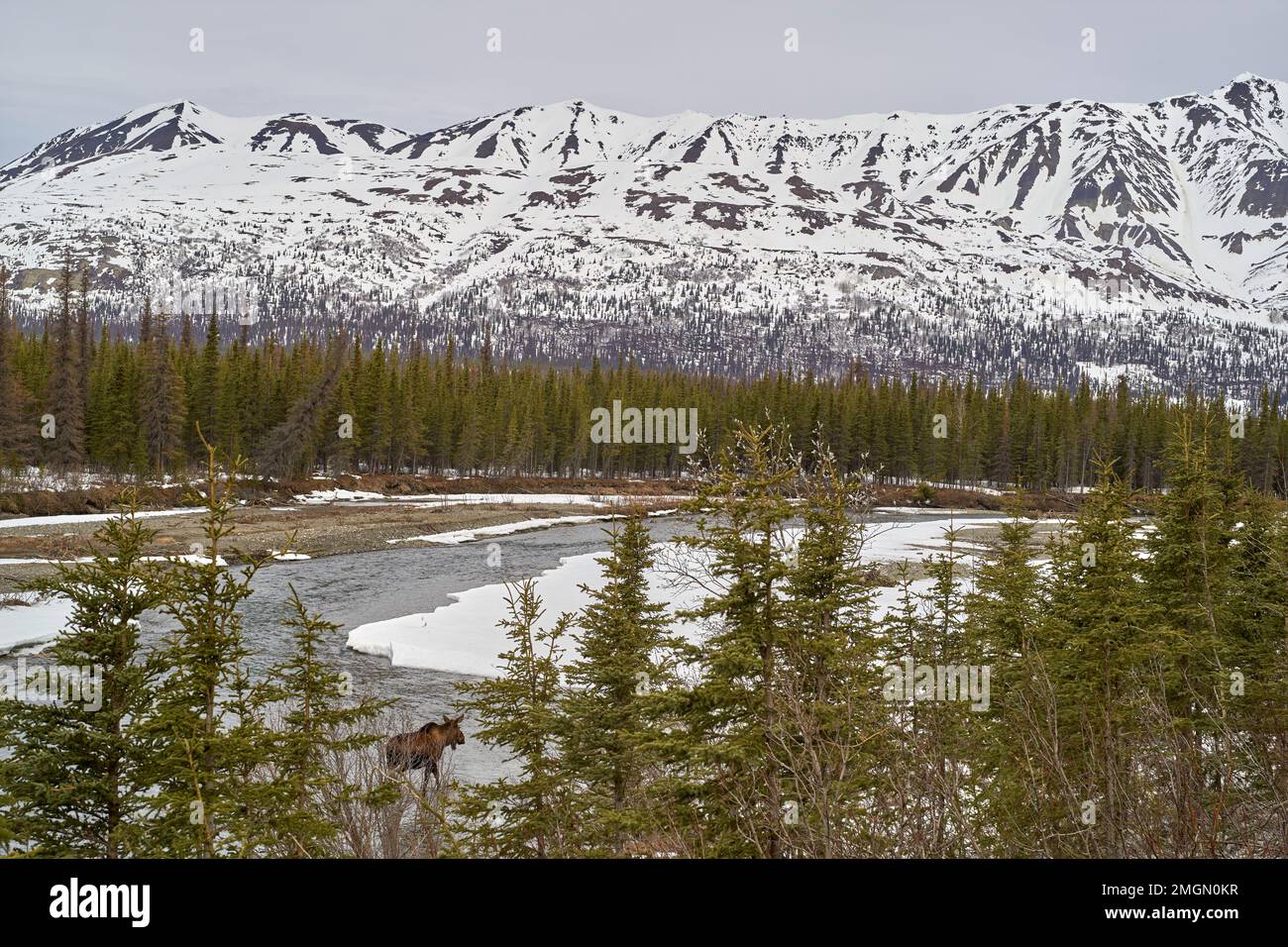 Alaskan Moose (Alces alces gigas) in a river in spring, Denali National ...