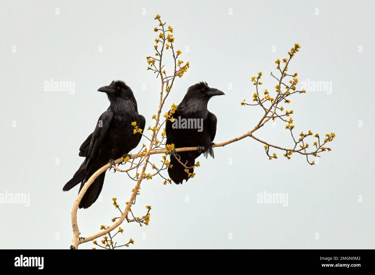 Common Raven (Corvus corax) on a branch in spring, Alaska, USA Stock ...