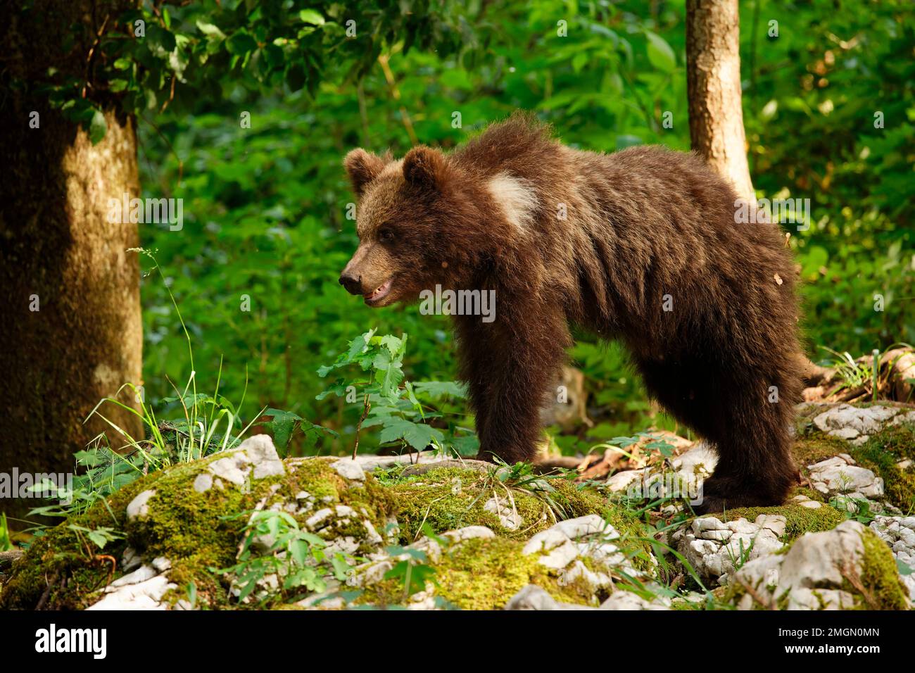 Brown bear (Ursus arctos) on rock in forest, Slovenia Stock Photo - Alamy