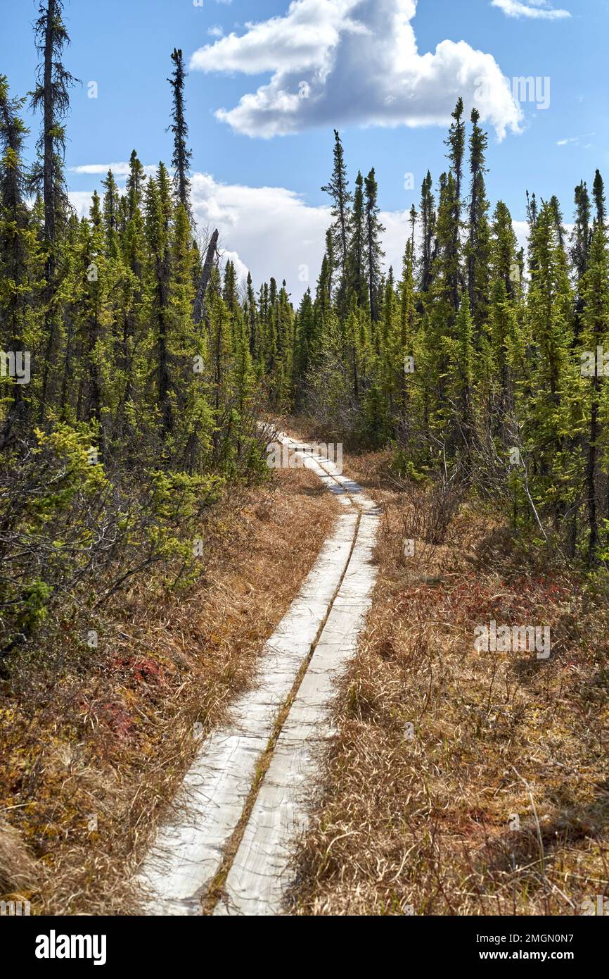 Bog forest trail hi-res stock photography and images - Alamy
