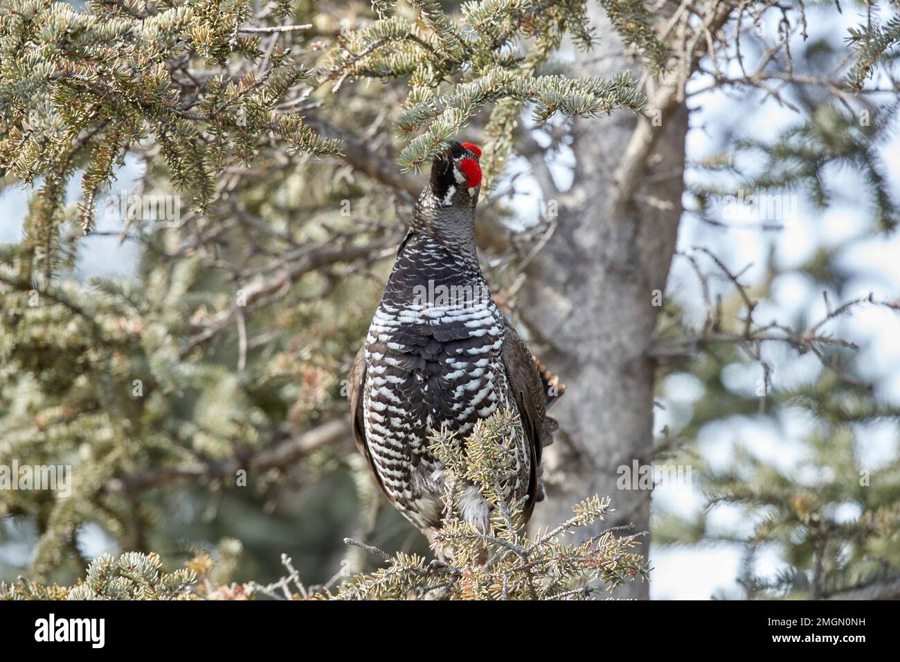 Spruce Grouse (Falcipennis canadensis) eating on a branch, Denali ...