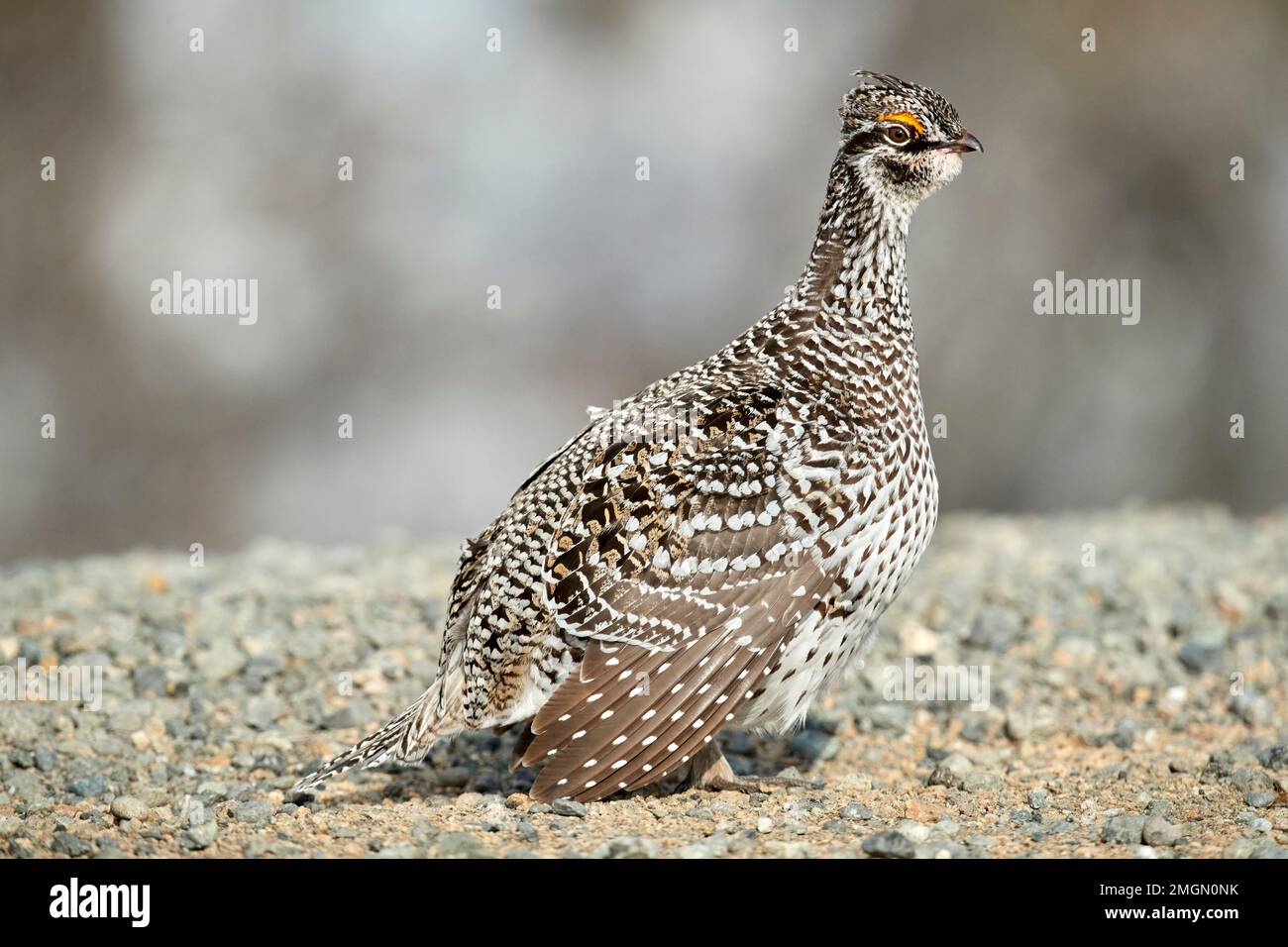 Sharp-tailed grouse (Tympanuchus phasianellus) displaying, Yukon ...