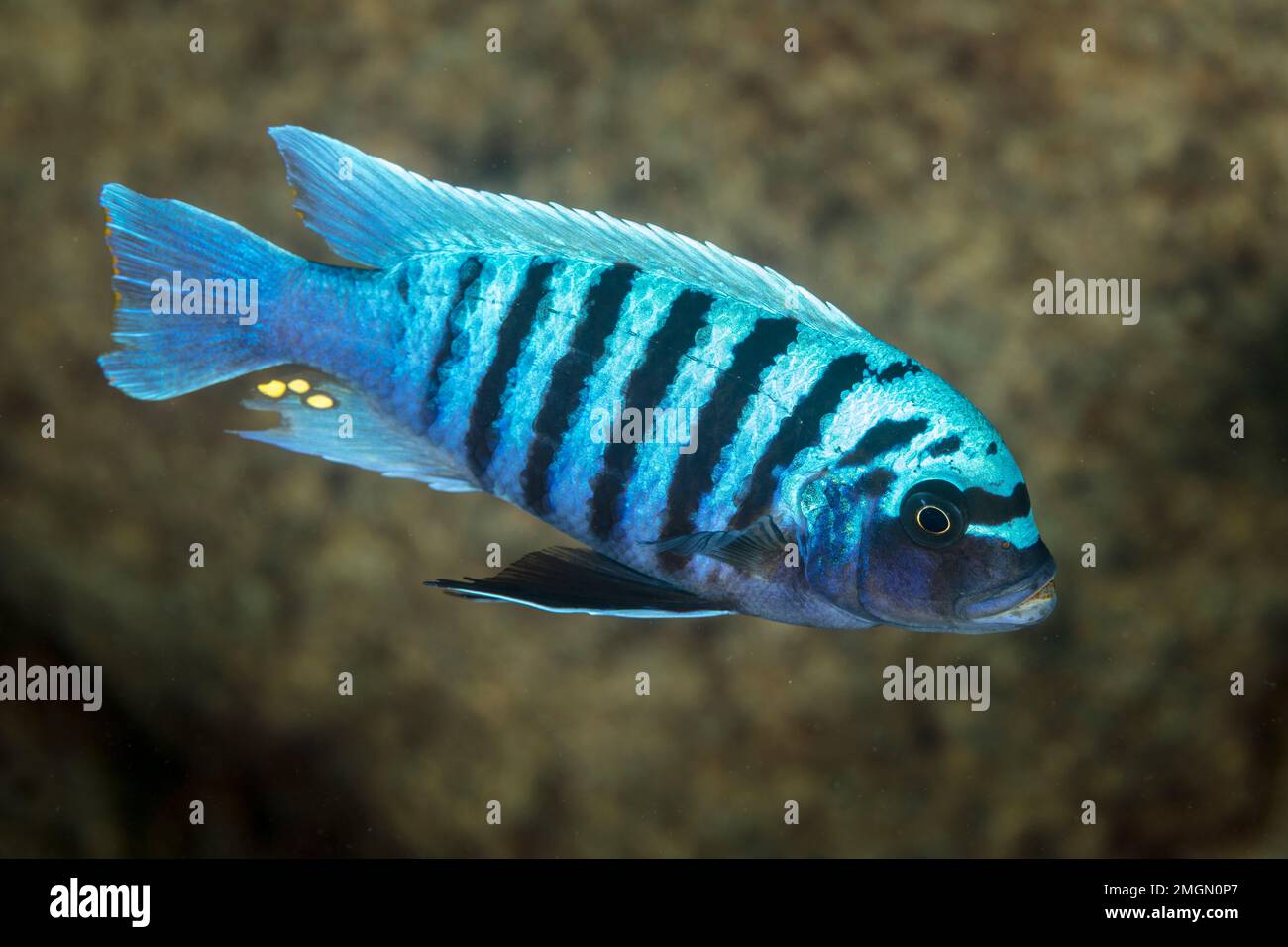 African Cichlid, (Metriaclima sp.) Zebra Cichlid (male) Malawi Lake is ...