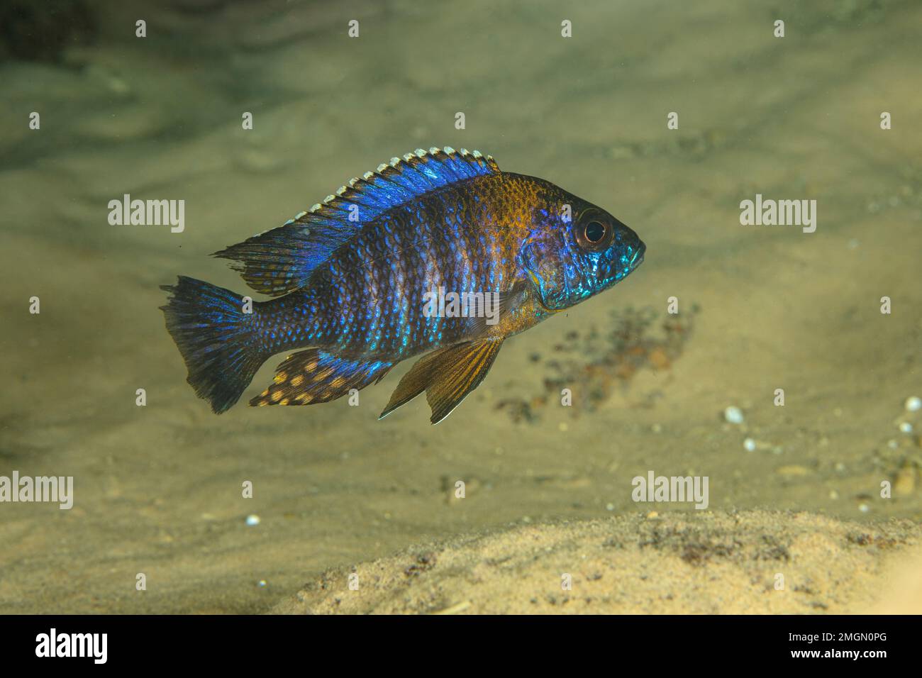 Tangerine Tiger Cichlid (Protomelas taeniolatus) Malawi Lake is the ...