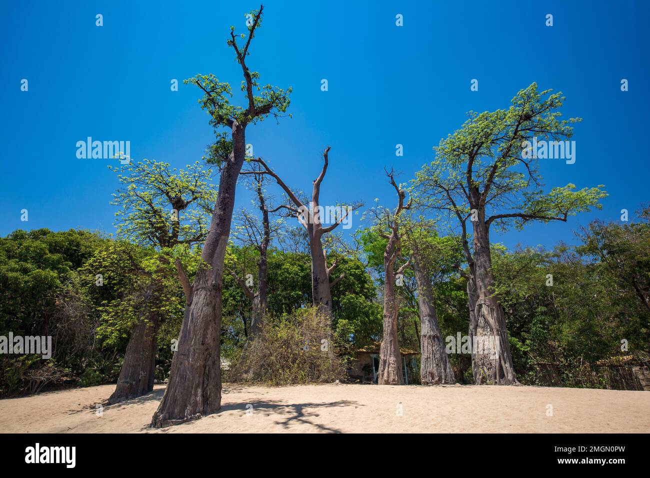 Baobab trees (Adansonia digitata) on Likoma Island, the larger of two ...