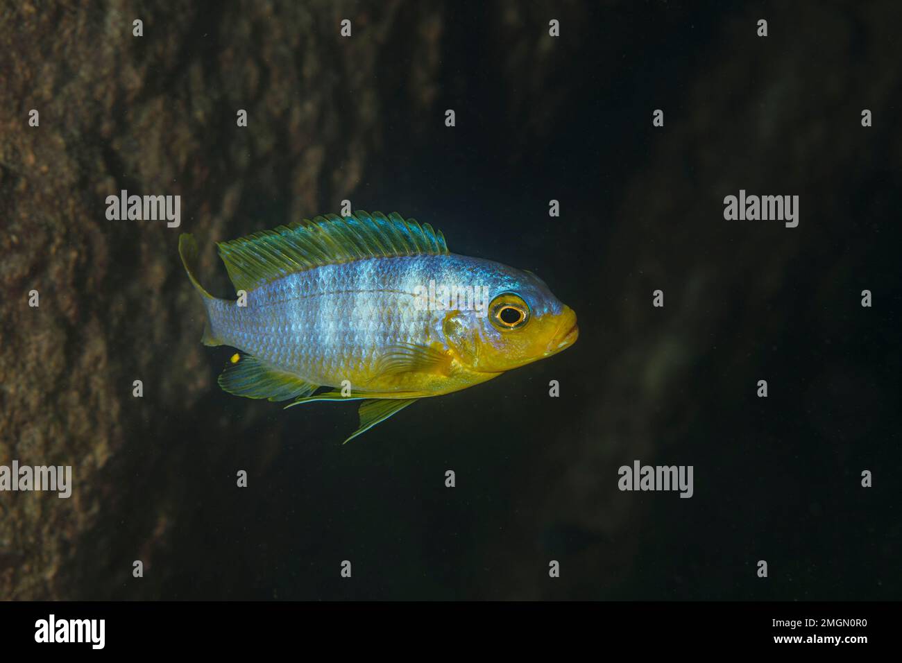 African Cichlid Metriaclima aurora), one of the most colorful Cichlid ...