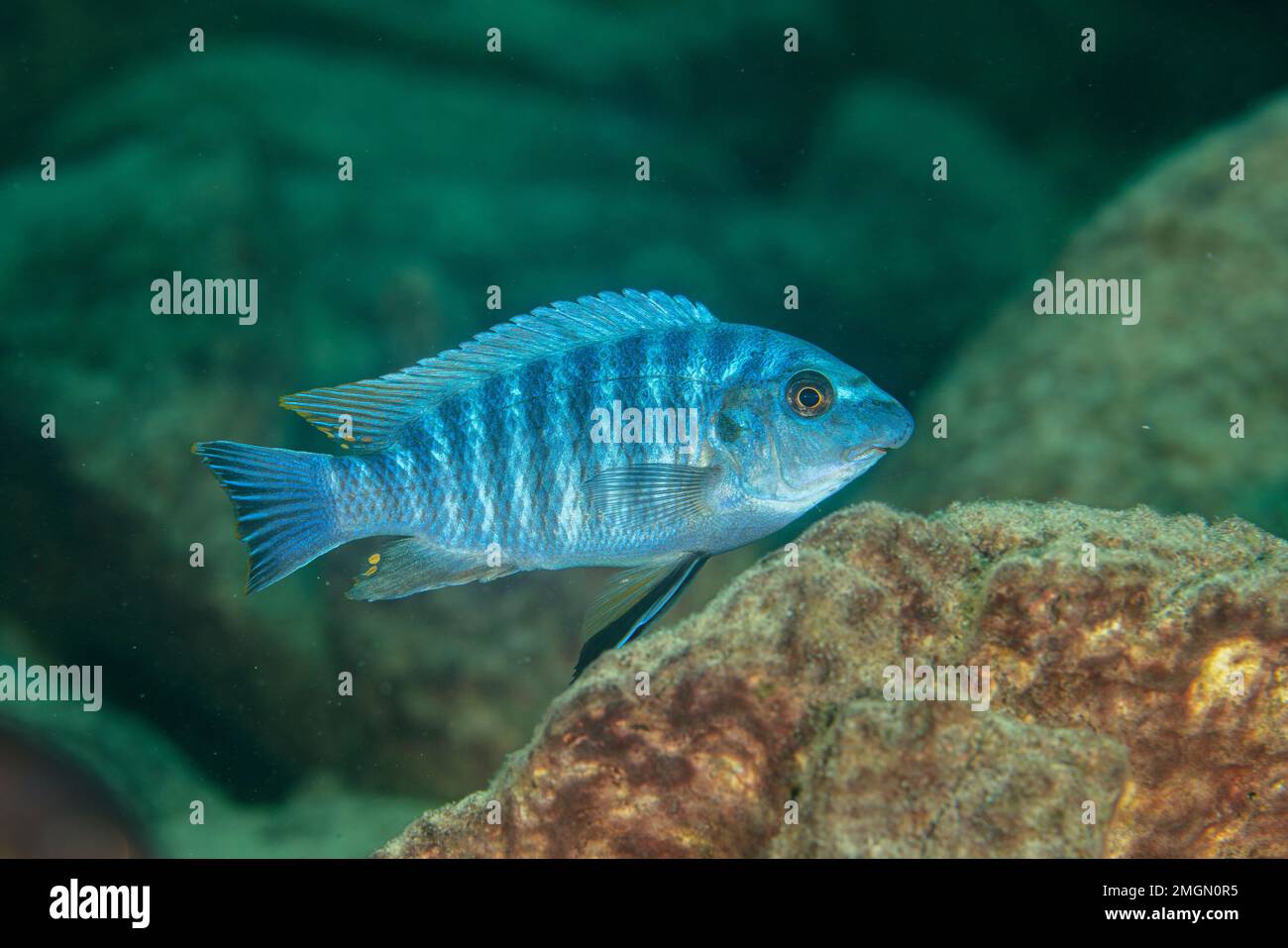 African Cichlid (Labeotropheus fuelleborni) Malawi Lake is the ninth ...