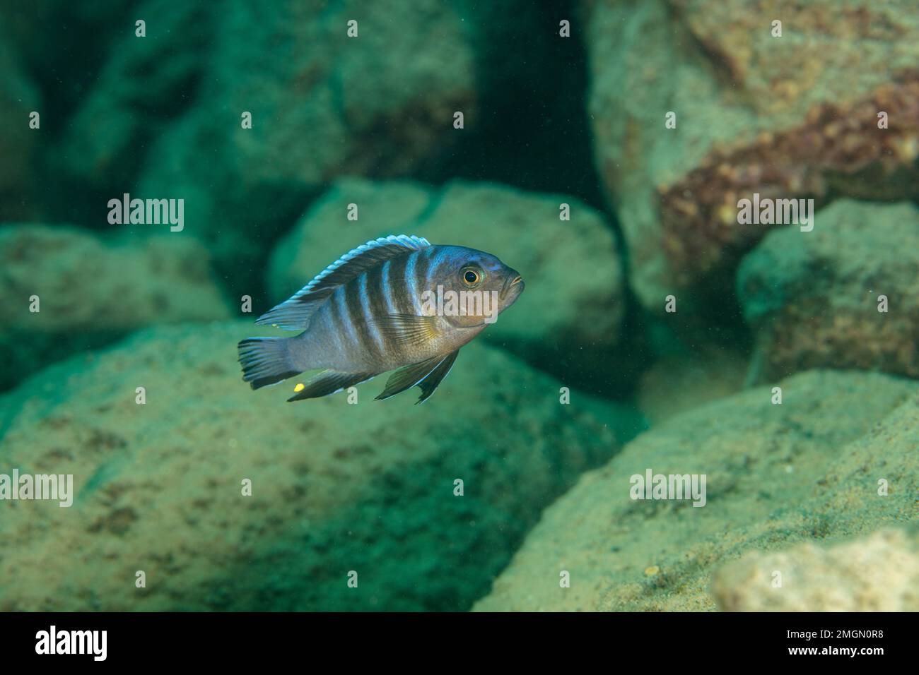 African cichlid (Tropheops sp.) double stripes group. Malawi Lake is ...