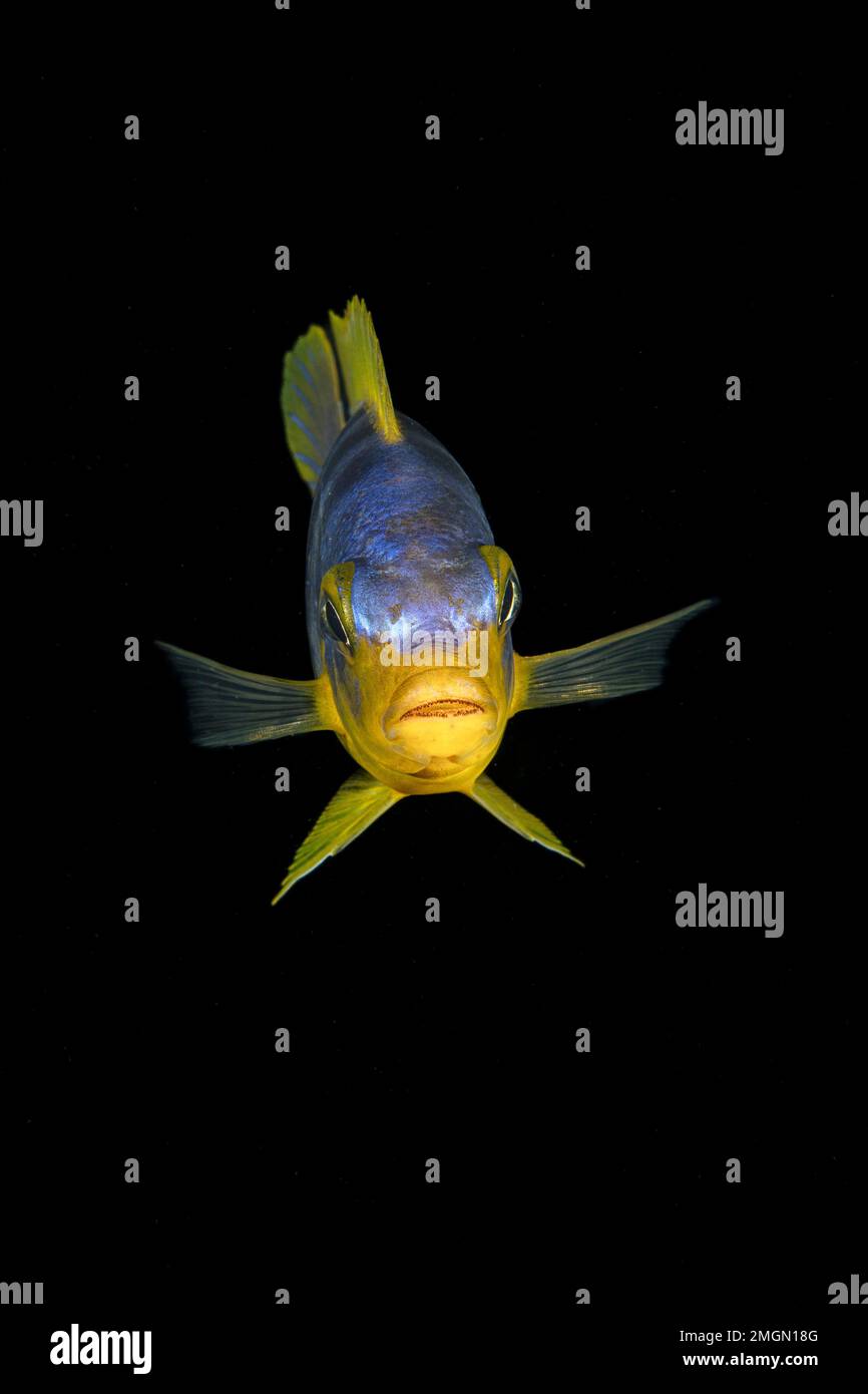 African Cichlid, (Tropheops sp.) red cheek, Malawi Lake is the ninth ...