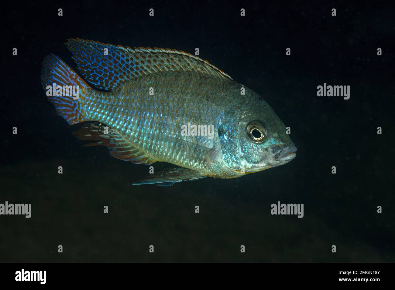 African cichlid (Tropheops sp.) chilumba type group. Malawi Lake is the ...