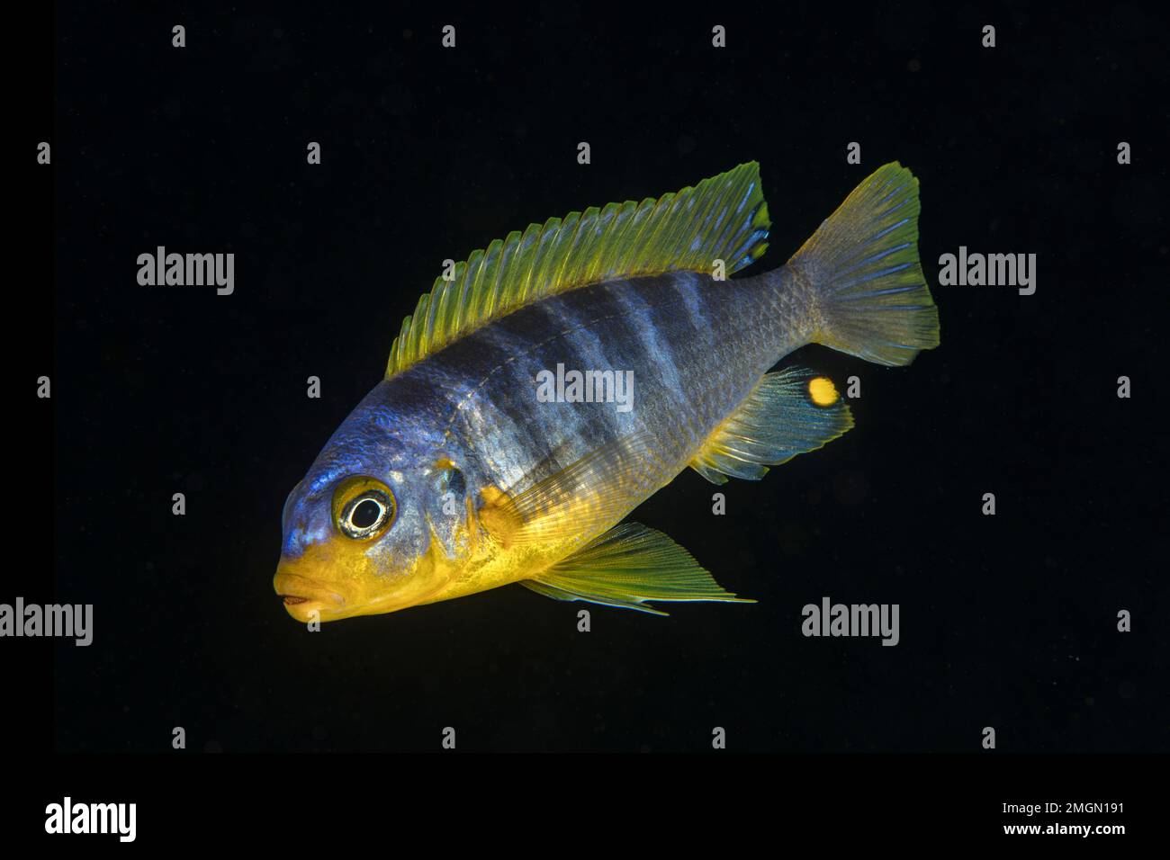 African Cichlid, (Tropheops sp.) red cheek, Malawi Lake is the ninth ...