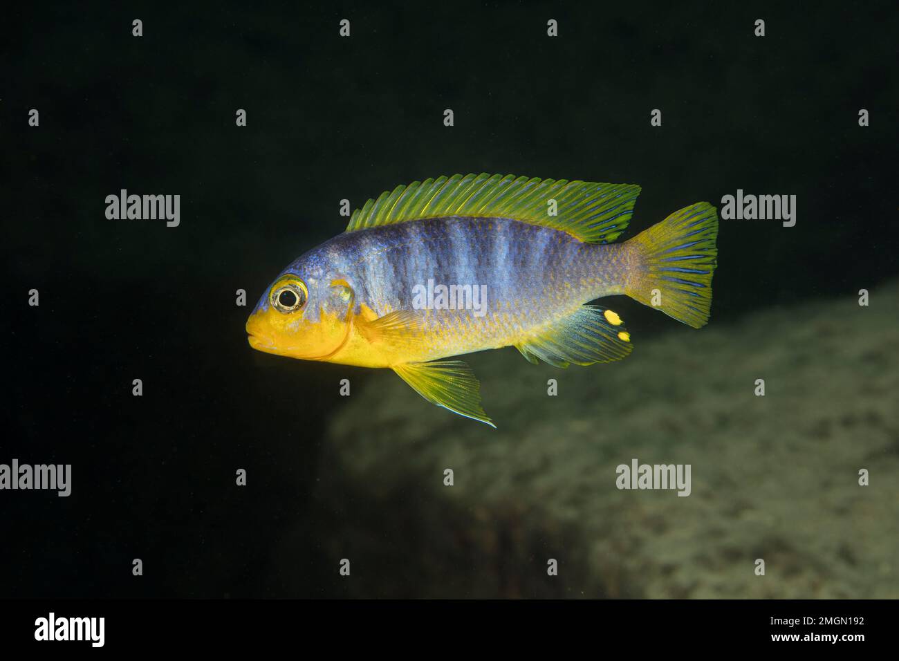 African Cichlid, (Tropheops sp.) red cheek, Malawi Lake is the ninth ...