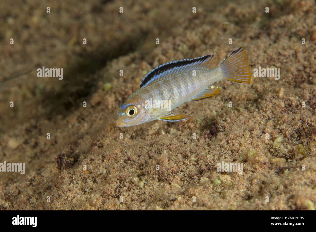 Lemon yellow lab (Labidochromis caeruleus) Malawi Lake is the ninth ...