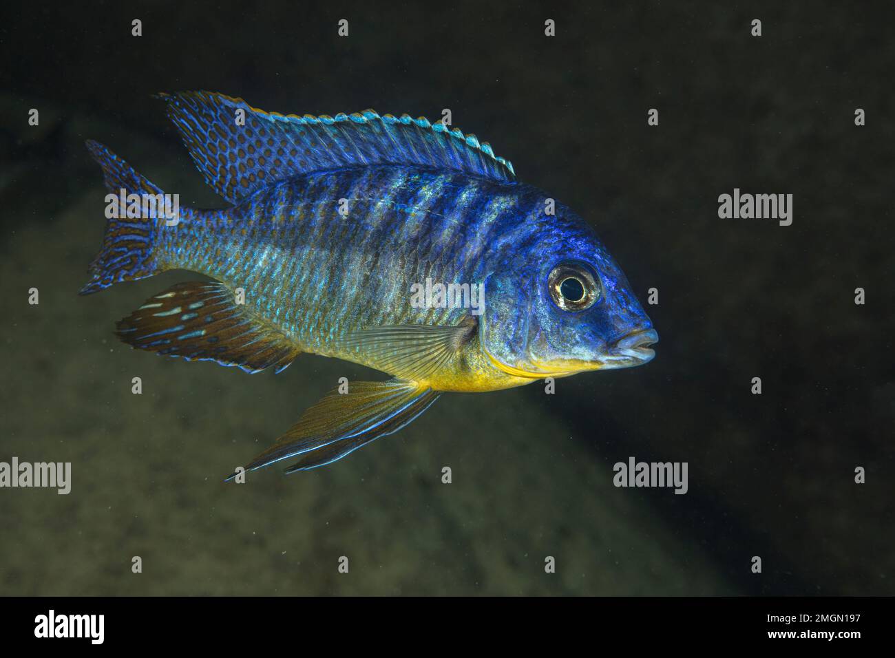Tangerine Tiger Cichlid (Protomelas taeniolatus) Malawi Lake is the ...