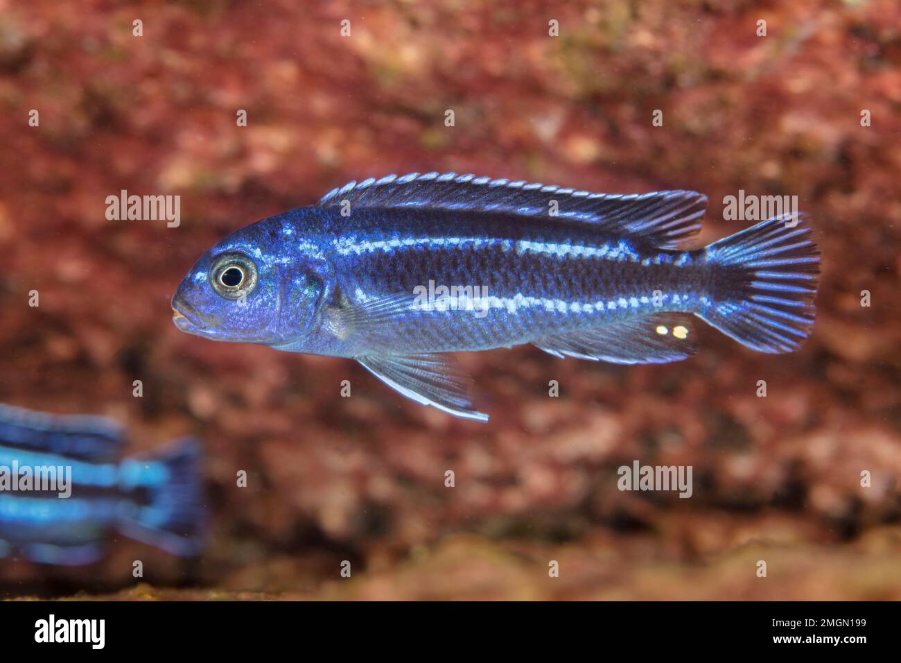 African Cichlid (Pseudotropheus cyaneorhabdos) also known as Maingano ...