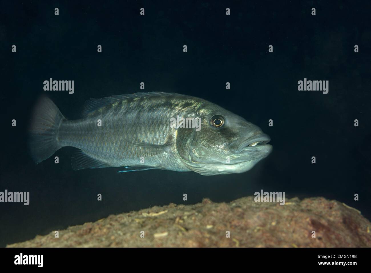 A female Kiwinge (Dimidiochromis kiwinge), mouth brooder cichlid ...