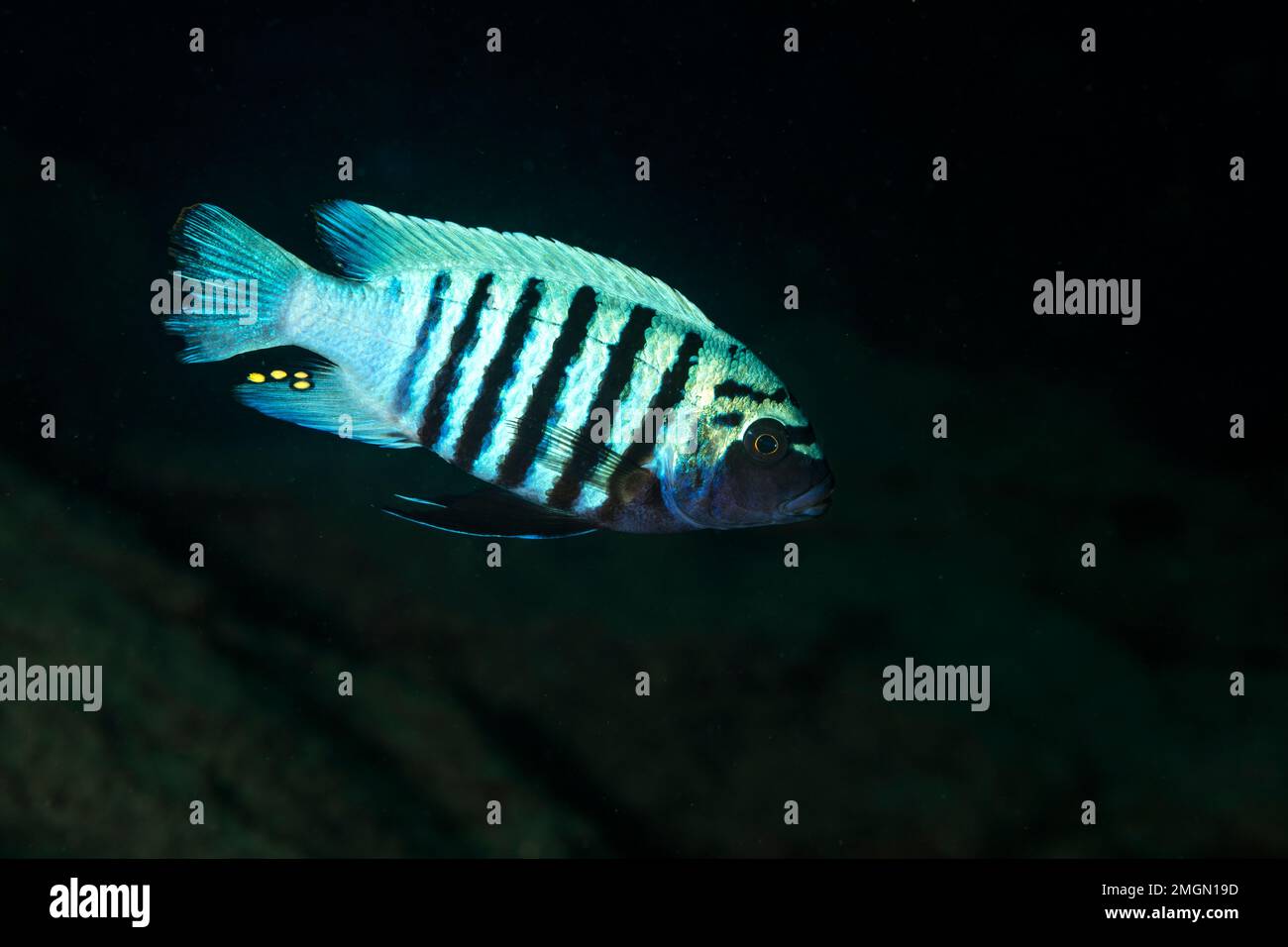 African Cichlid, (Metriaclima sp.) Zebra Cichlid (male) Malawi Lake is ...