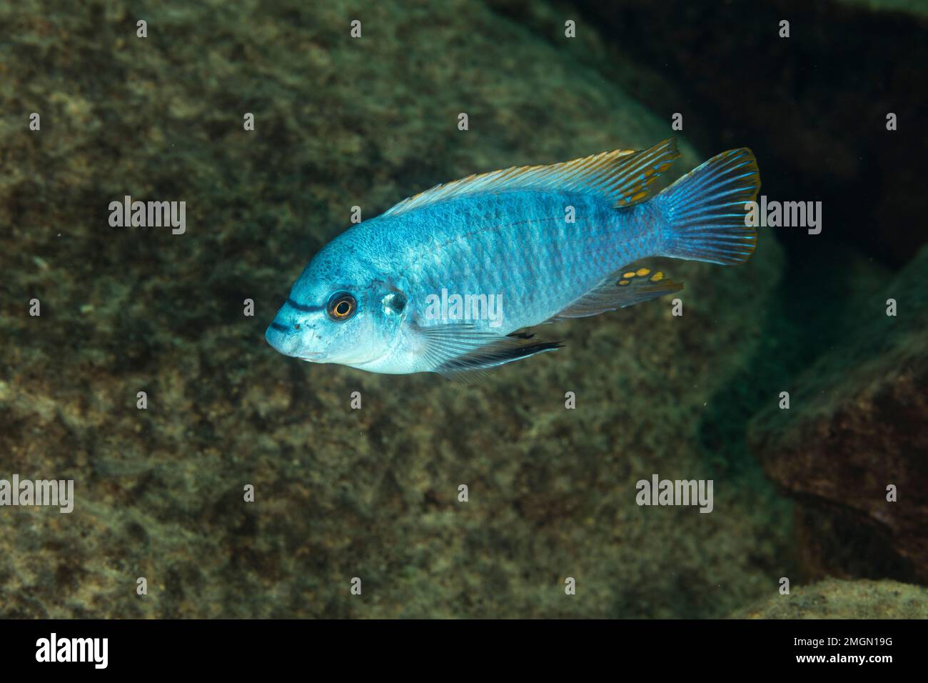 African Cichlid (Labeotropheus fuelleborni) Malawi Lake is the ninth ...
