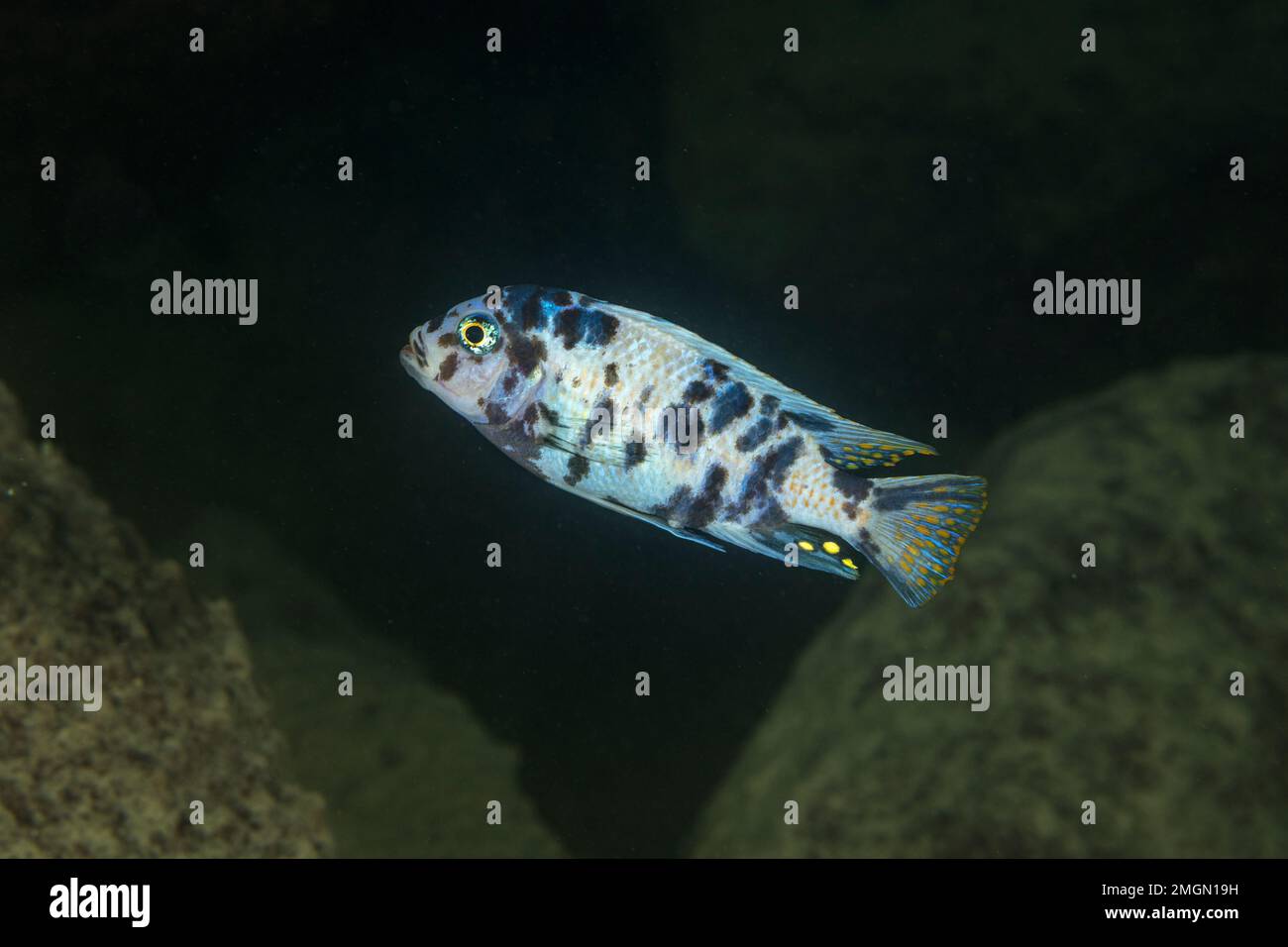 African Cichlid (Labeotropheus fuelleborni) Malawi Lake is the ninth ...
