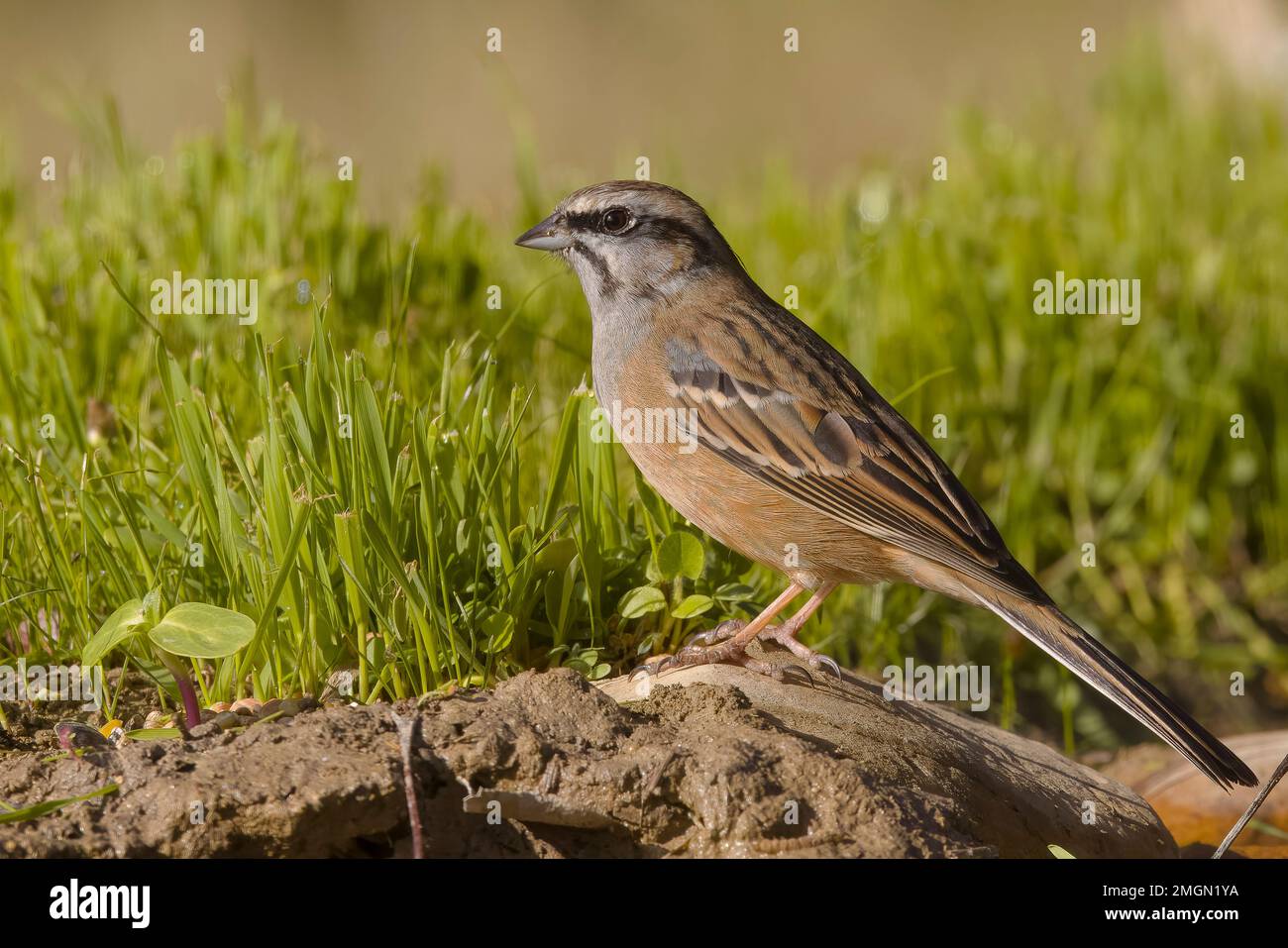 Rock Bunting (Emberiza cia) immature, Vaucluse, France Stock Photo - Alamy