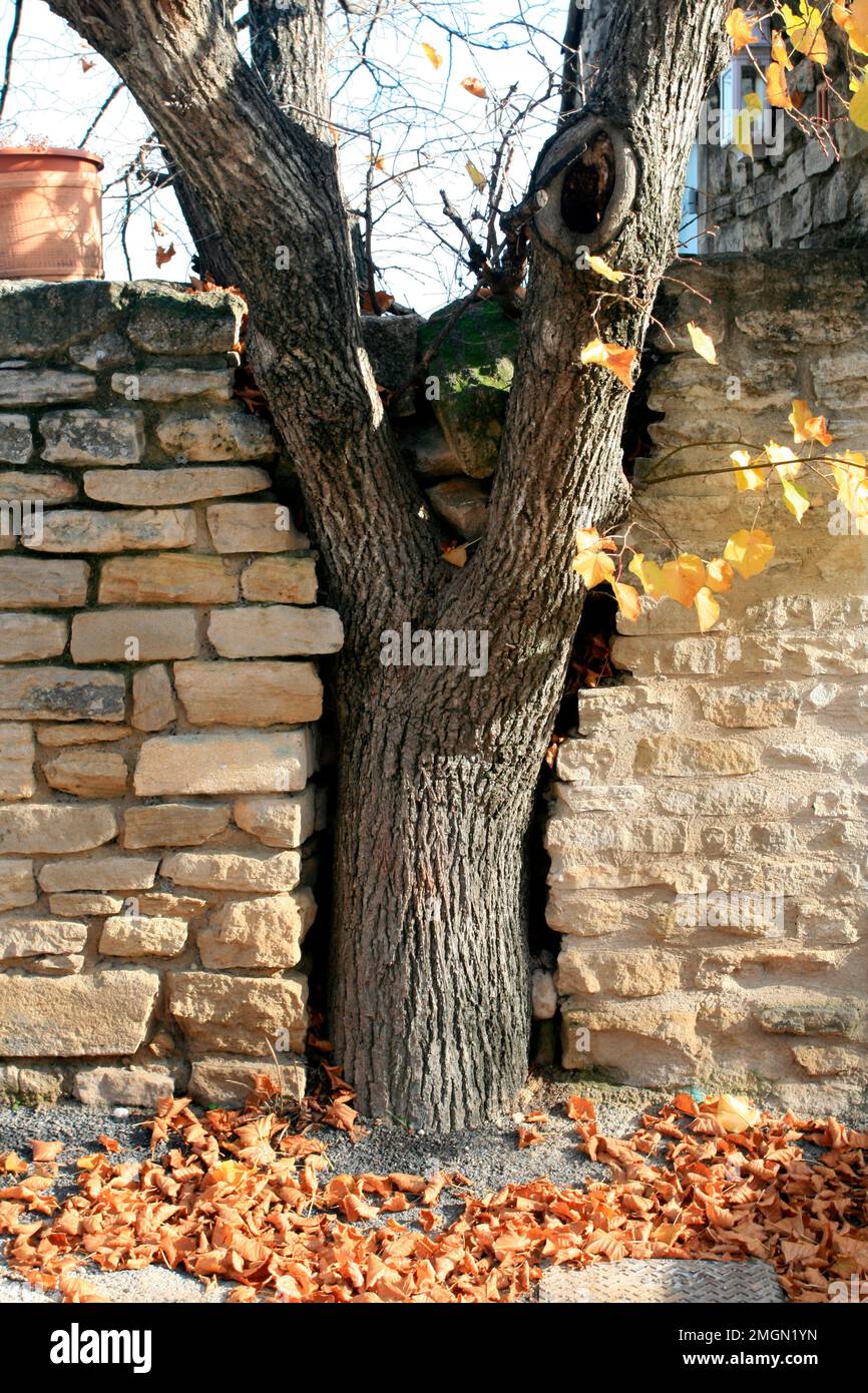 Dividing wall built on either side of a tree Stock Photo - Alamy
