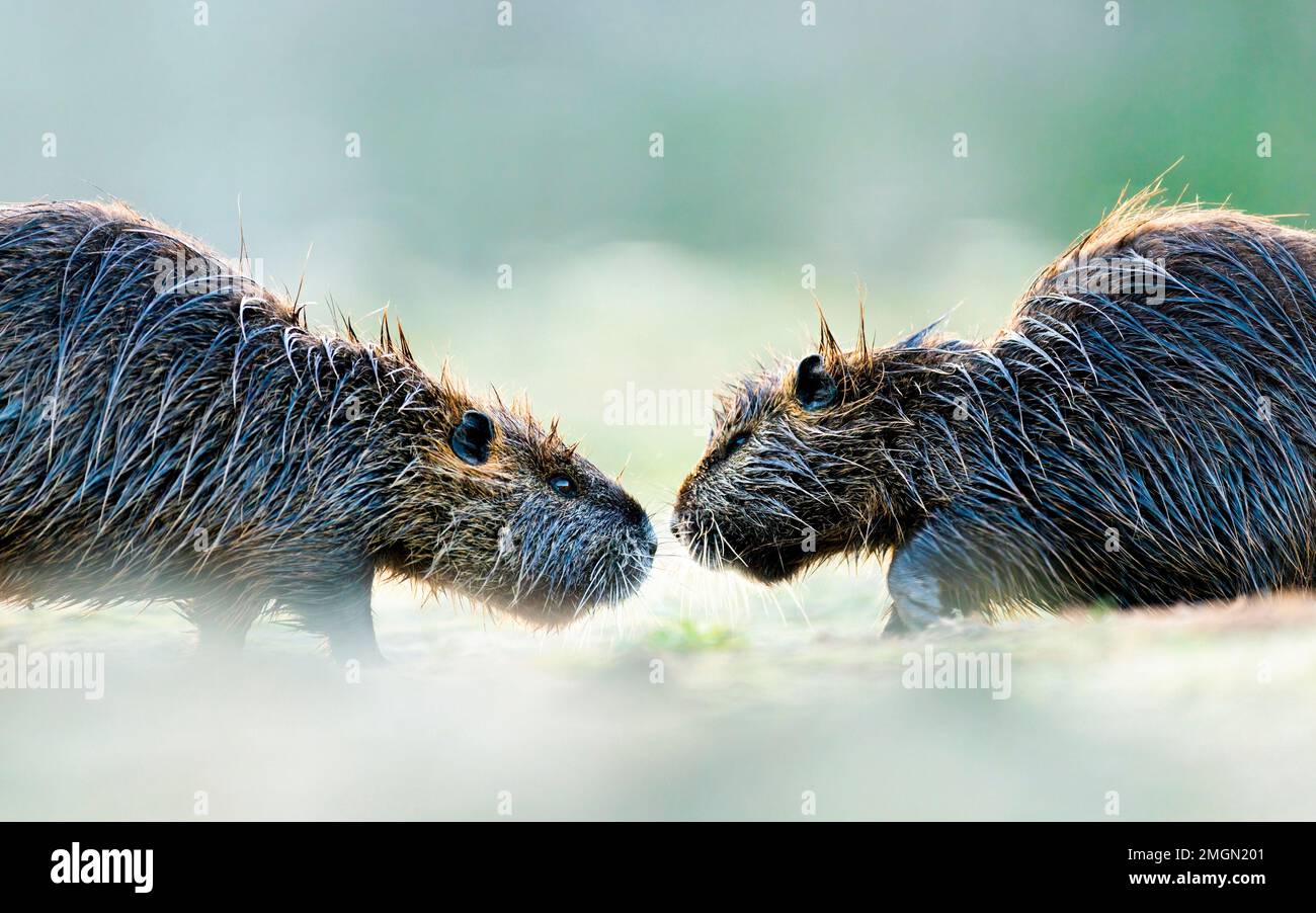 Nutria (Myocastor coypus) pair on the lake shore. Slovakia Stock Photo ...