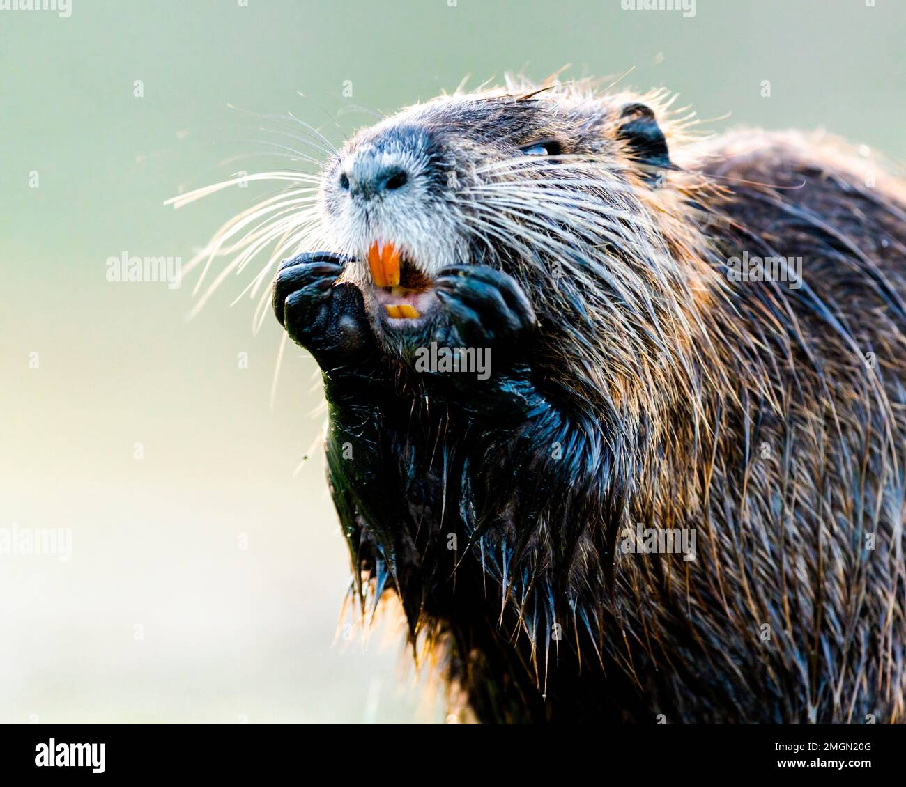 Yellow teeth. Nutria (Myocastor coypus) on the lake shore, Slovakia ...