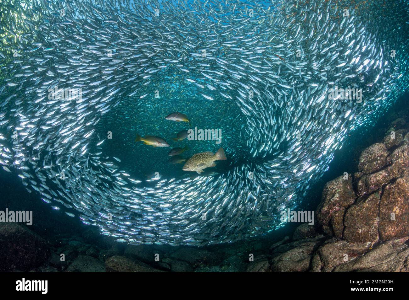 An unbelievable large school of sardines, moving as one unit, opens ...