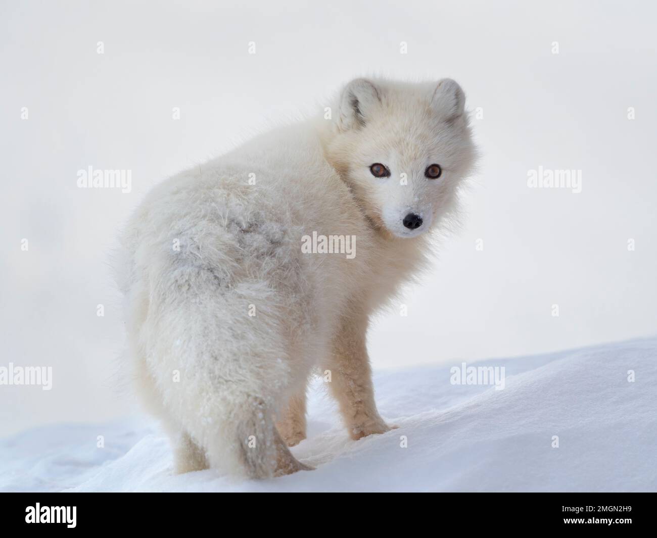 Arctic Fox (white fox, polar fox, snow fox, Vulpes lagopus), in snow ...