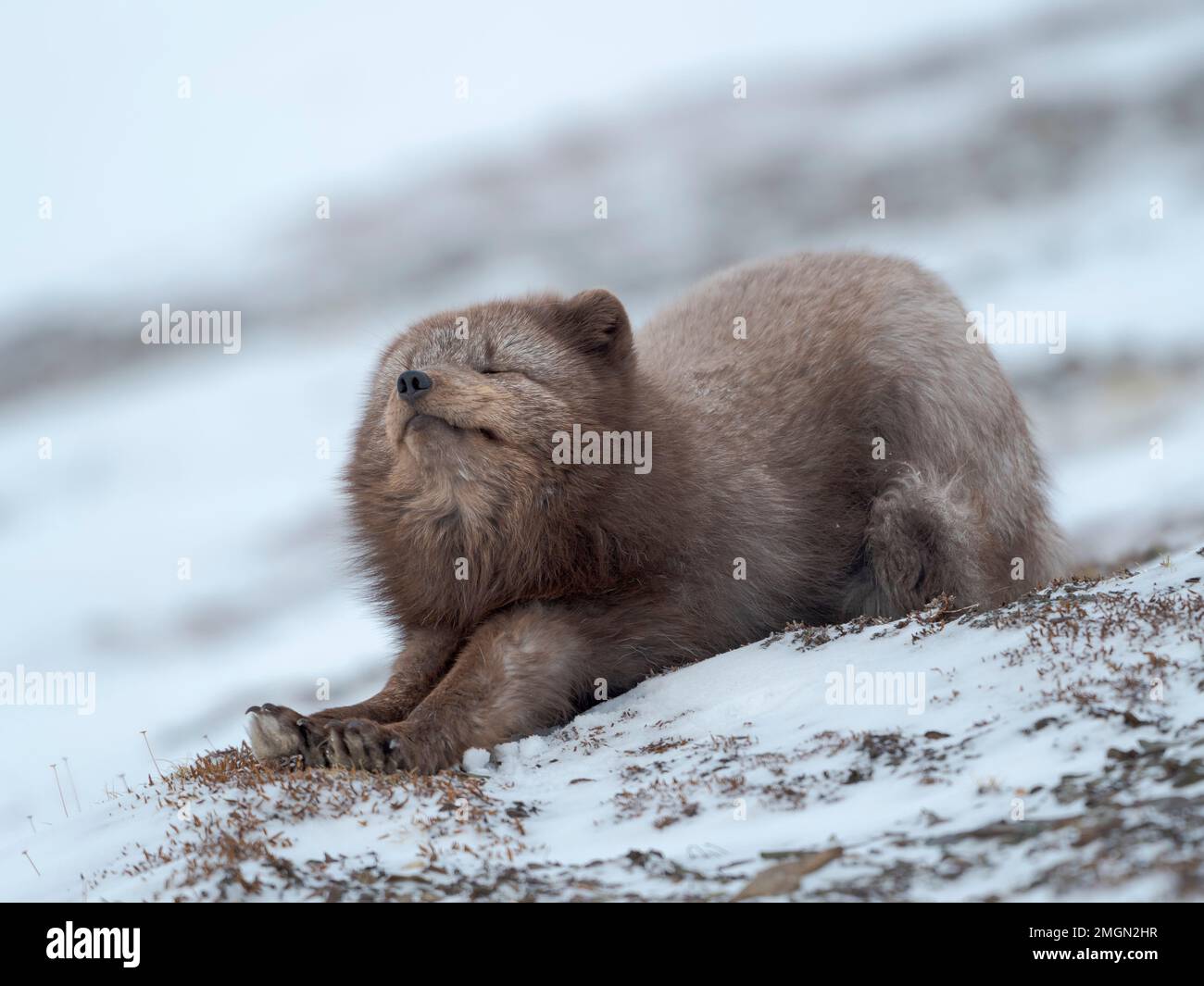 Arctic Fox (white fox, polar fox, snow fox, Vulpes lagopus), blue morph ...