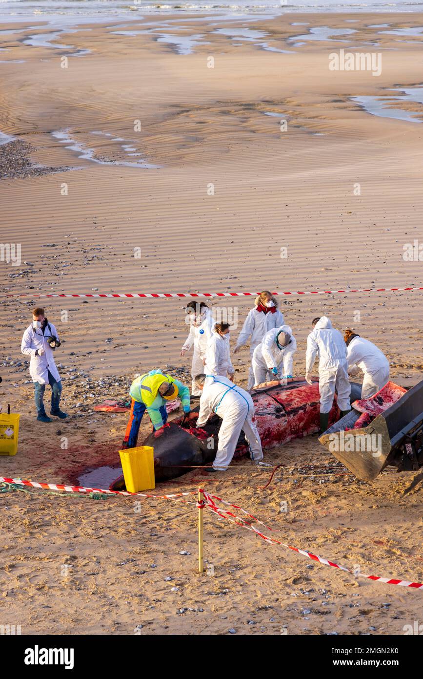 Northern Bottlenose Whale (Hyperoodon ampullatus) female stranded on ...