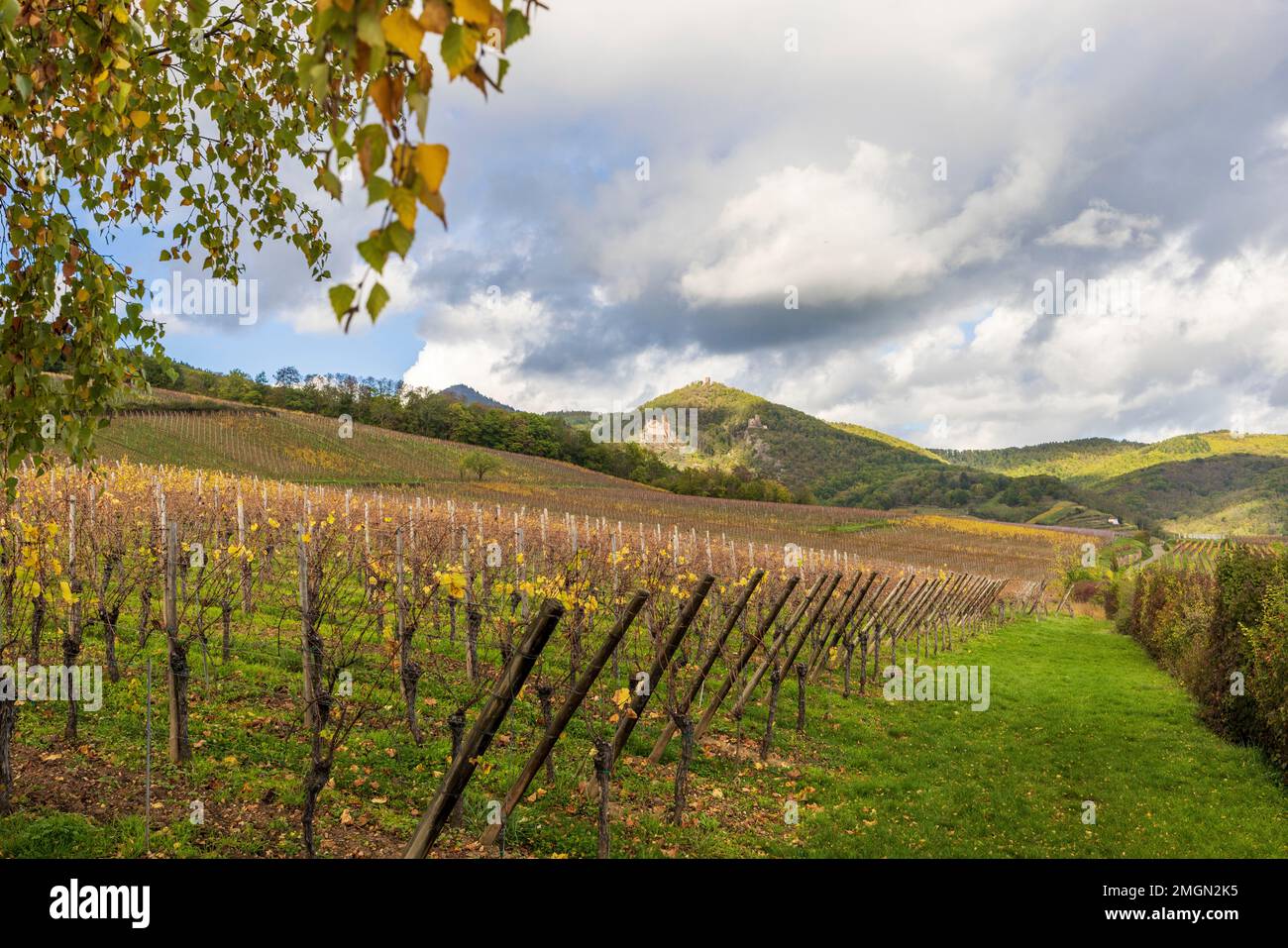 Castles of Saint-Ulrich and Girsberg, Hunawihr vineyard in autumn ...