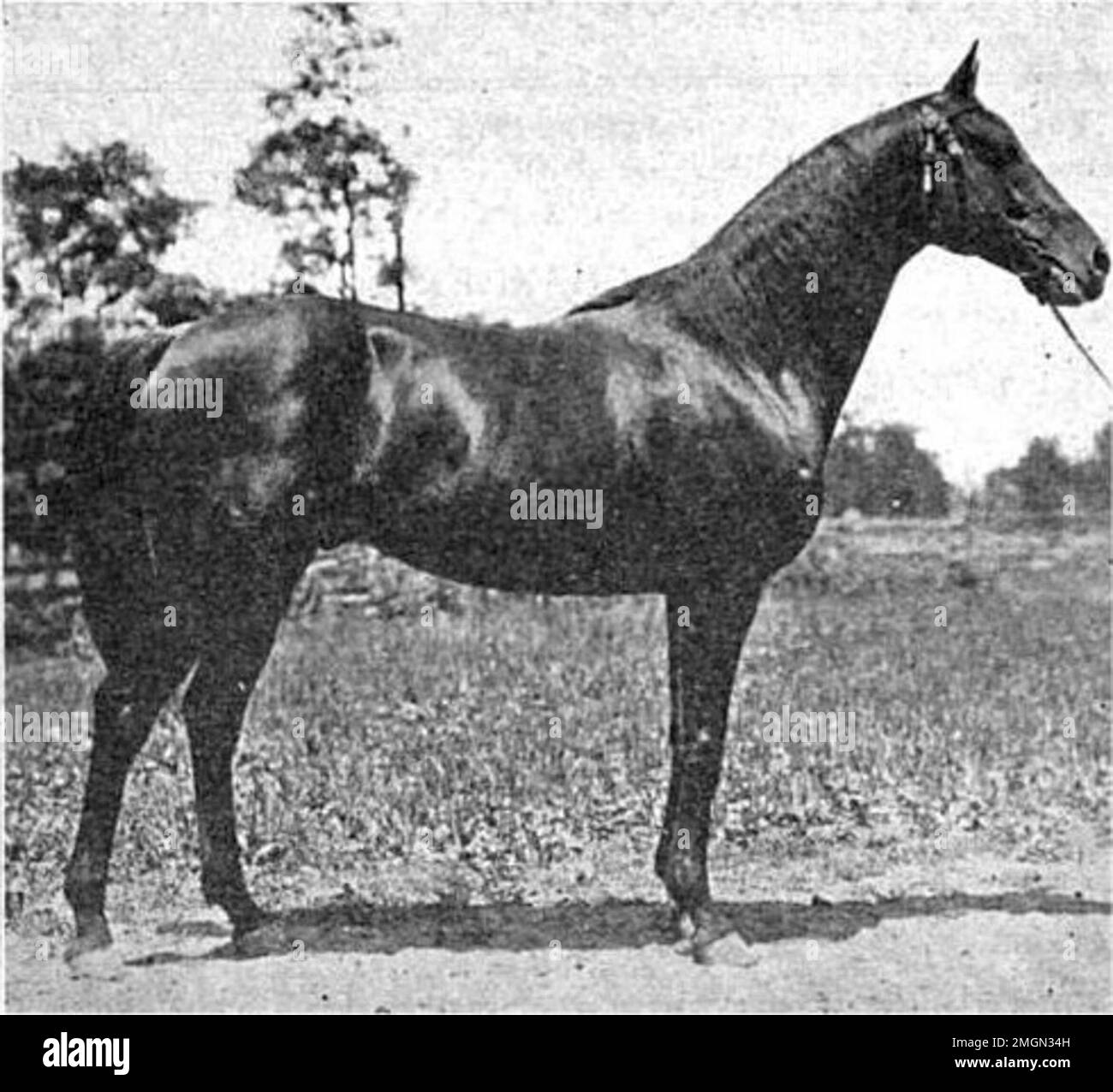 Brush stallion Black and White Stock Photos & Images - Alamy