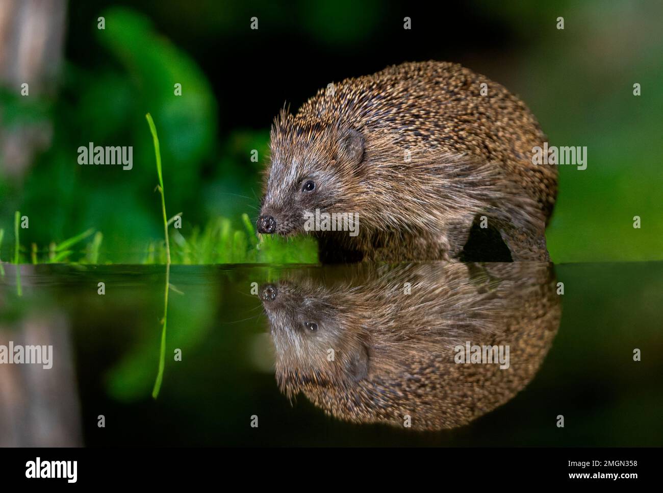 European hedgehog insects hi-res stock photography and images - Alamy
