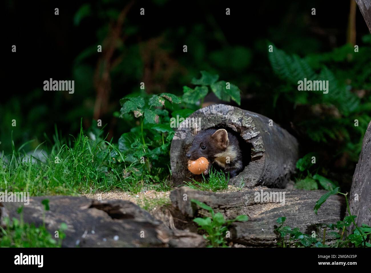 Eggs and dead animals hi-res stock photography and images - Alamy