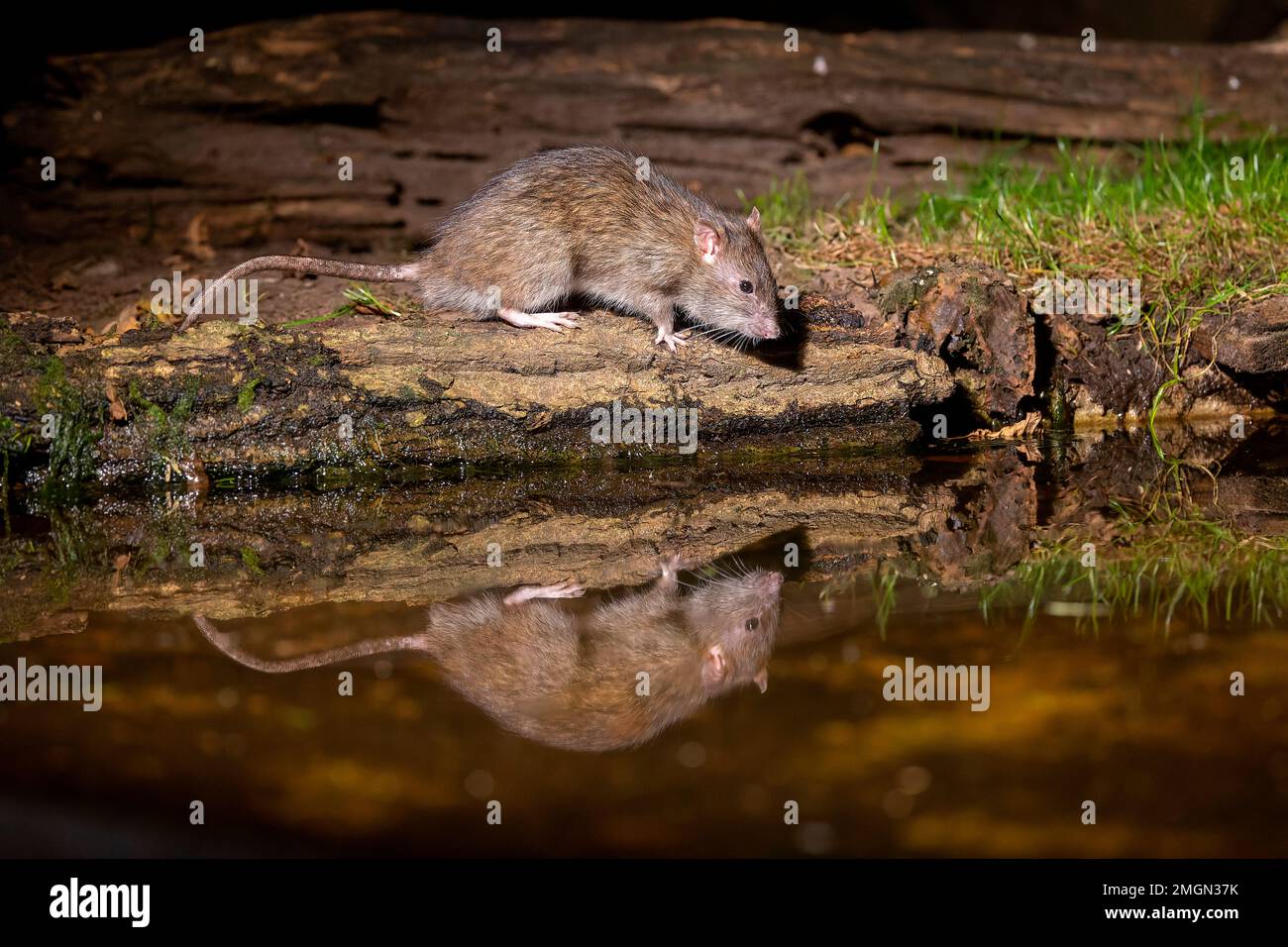 Brown rat, also referred to as common rat, street rat, sewer rat ...
