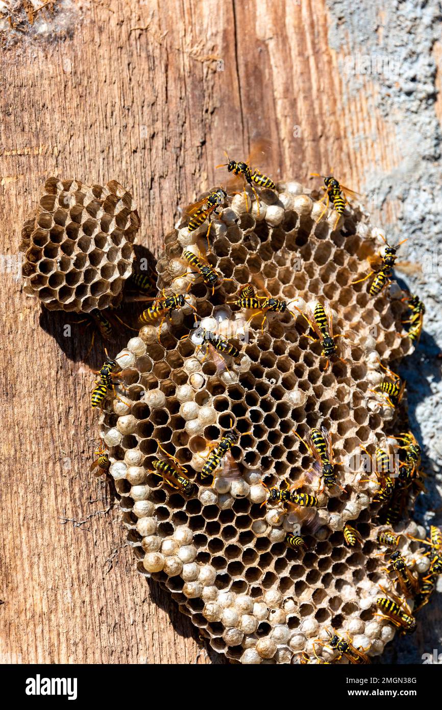 Wasp nest on a board, the larvae are in the white boxes, Ille et ...