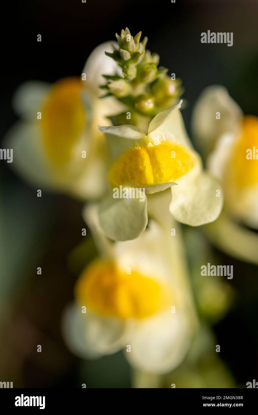 Common toadflax (Linaria vulgaris) flower, Cotes-d'Armor, France Stock ...