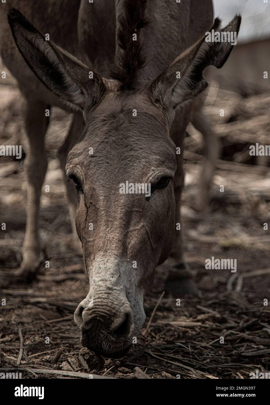 A vertical closeup shot of a cute donkey eating dry grass Stock Photo ...