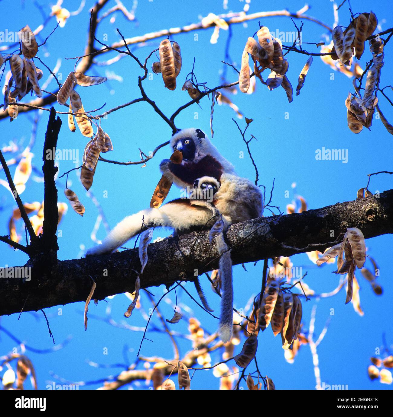 Coquerel's sifaka (Propithecus coquereli) with young feeding from the ...