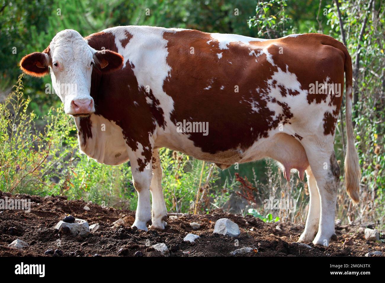 Montbeliarde cow standing Stock Photo - Alamy